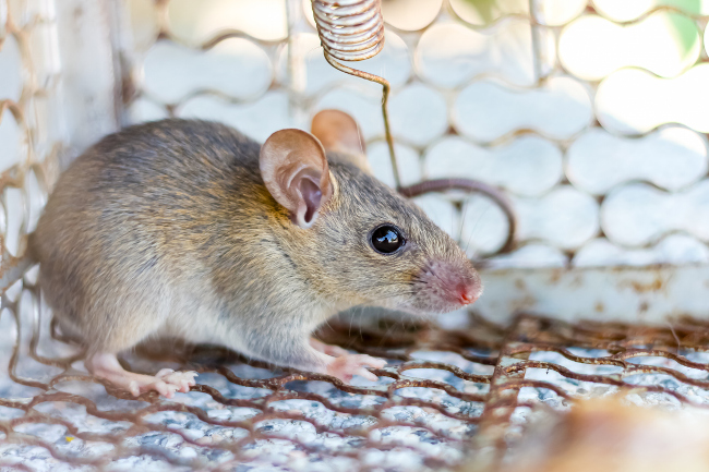 Rodent Control, La Salle, IL | Kendrick Pest Control